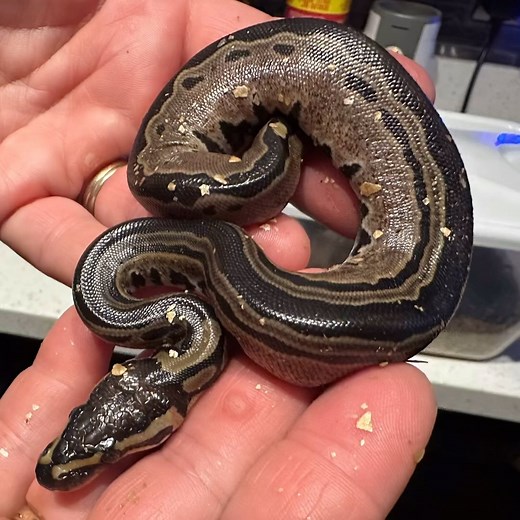11 reactions | Bbys from parents Tri Stripe x Het Tri Stripe #tristripeballpython #ballpython #royalpython | D & Jo's Ball Pythons | Facebook