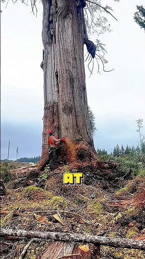 Stop Making These Mistakes! Correctly Felling Huge Trees