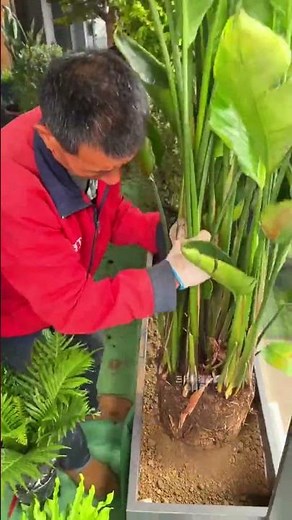 I built a balcony garden with Roystone in a high-rise building