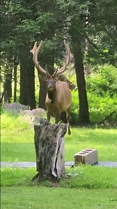 MOUNTAIN ANIMAL HELLO #elk #waving #2025 #september #nature #funny #mountain #hello #green