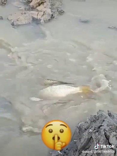 Fascinating Fish Swimming in Fast-Flowing River