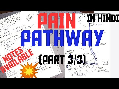 PAIN PATHWAY || PART 3/3 || PROCESS OF PAIN PHYSIOLOGY || TRANSDUCTION || TRANSMISSION || PERCEPTION