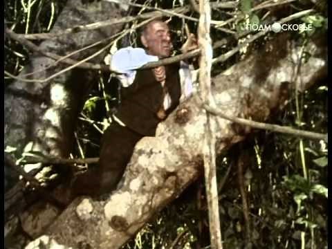 Золотой жук