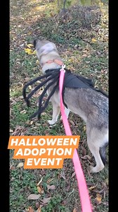 We are set up ar Bourbon City Bark Park with Moxie, Ghost & Goblin until 6 ish! The Humane Society of Nelson and Nelson County Animal Control are here with adoptable also ➡️ Costume Contest ➡️ Movie night Lots of fun! Come on out! | Barktown Rescue