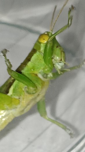 guess the insect Name? #insects #today | Adil Rafaqat