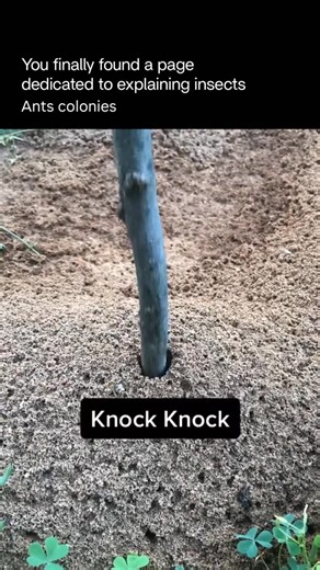 Explaining Insects 🦋 on Instagram: "Ant colonies can be as big as millions of ants, and in the most extreme cases, they can reach tens or even hundreds of millions living together. In some species, colonies grow far beyond a single nest. These ants create networks of nests spread across wide areas, all connected by trails and cooperation. Instead of competing with each other, the ants recognize one another as part of the same family and work together as a single massive system. The most impress