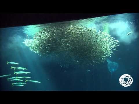 Feeding Sardines