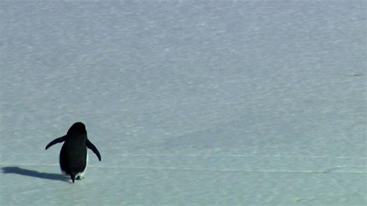 Nihilist Penguin (Werner Herzog) | Fatima Alloghani