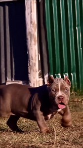 Thousands of dog owners are making the switch to Bully Max 30/20 daily. 🔥 Here’s why: ✅ Over 25,000 five-star reviews & counting – Proven results, trusted by dog owners. 🏆 Millions of dogs served since 2009 – Decades of trust in premium nutrition. 📊 5/5 Star Rating from Dog Food Advisor – Expert-backed quality & performance. 🧪 Backed by Science: Bully Max contains TruMune®, clinically proven to support 17% more lean muscle mass and stronger digestive health compared to diets without it. 🥩 5