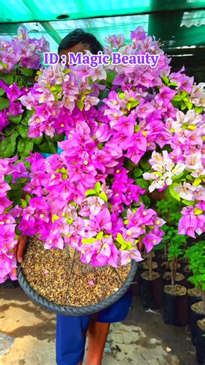 Cantik bgt #magicbeauty #bonus #fyp #bungakertas #fblifestyle # | Ny Anang Gofur