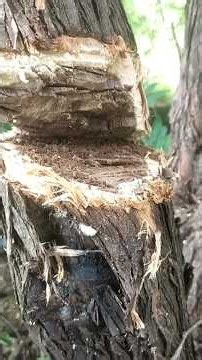 "INSANE Axe Hacks:HOW Quickly Tree! अविश्वसनीय कुल्हाड़ी के करतब: देखिए कैसे यह पेड़ जल्दी से तेज!