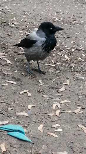 Малышик Лунц слушает ругань взрослых ворон / Baby Lunz listens to his parents arguing #crow