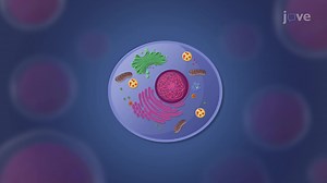 Animal Cell Structure - From Molecules to Organisms: Structures and Processes - JoVE K12