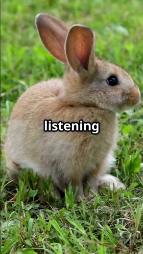 Why Rabbits Can Rotate Their Ears 270° (It’s Wild)