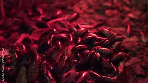 Madagascar cockroaches in a terrarium. Nutrition and breeding of tropical cockroaches