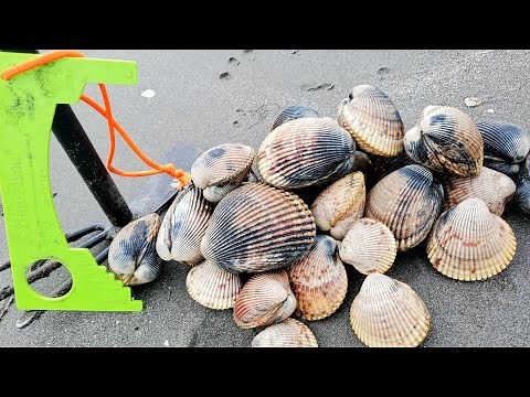 [Coastal Foraging] How To Find BIG Cockle Clams! EASY!!