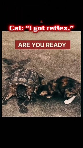 Turtle speed vs cat reflex — who wins?” 🐢🐈💨 #FunnyAnimals #Shorts #animals #cat #turtle #catvsturtle