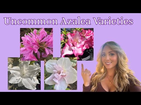 RARE & BREATHTAKING Azaleas You’ve NEVER Seen!!! ✨🌸 | Planting Unique Nuccio’s Varieties 💗