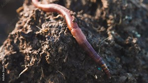 Worm red wiggler moving around in organic garden soil, composting Stock Video