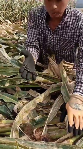 New technical harvesting corn #corn #farmlife #countryside # 76