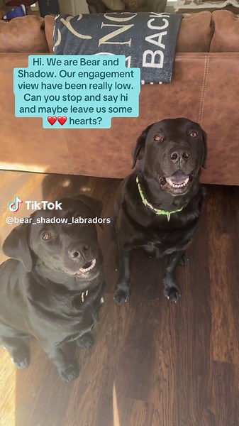 Hi, we are bear in shadow do you mind leaving us some red hearts thank you. Happy Sunday.❤️❤️ #blacklabrador #blacklabsoftiktok #labsoftiktok #lablife #teamworktrend #dogsoftiktokviral #sundayreset
