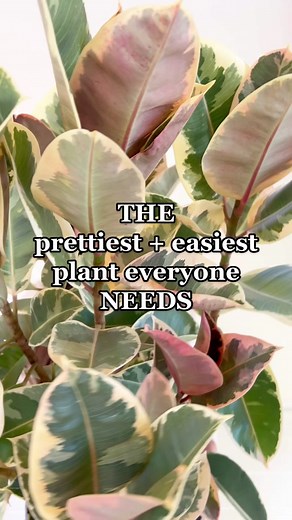 Ficus Elastica Tineke: The Ultimate Houseplant Must-Have