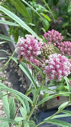Honeybee on Milkweed - Will She SURVIVE???