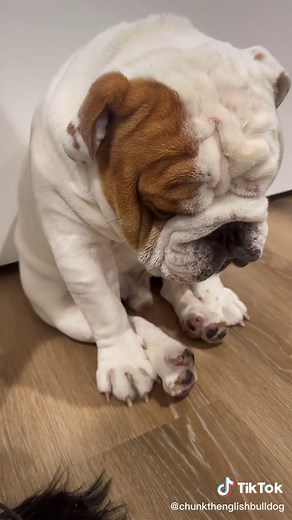 Adorable English Bulldog Sleeping Sitting Up