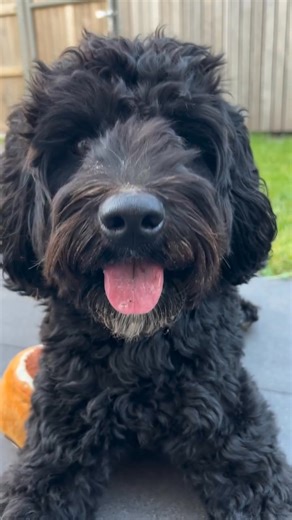 How beautiful is this video..! | Black Cockapoo Lovers