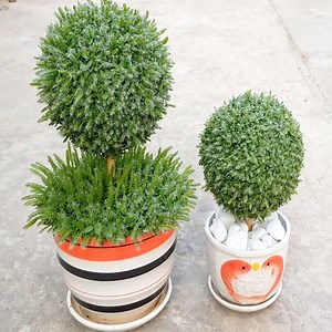 Tips to have beautiful sparkling flower pots | Beautiful garden