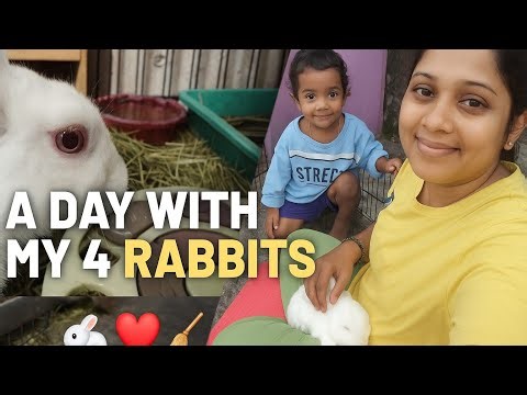 “A Day With My 4 Rabbits 🐰💕 | Feeding, Cleaning, Cuddles & Managing It All With My Baby!”