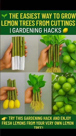 🌱 The Easiest Way to Grow Lemon Trees from Cuttings | Gardening Hacks 🍋