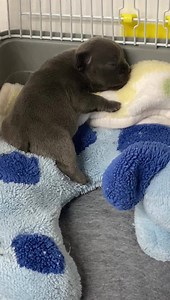 36K views · 2.2K reactions | It’s raining Frenchie’s here at the Foundation today  PLEASE NOTE!!!! THE PUPS ARE NOT ALL FROM THE SAME LITTER AND THEY JUST ARRIVED. THEY ARE SEPARATED BECAUSE YOUNG PUPS MAY STIMULATE EACH OTHER AND THAT CAN BE A DEATH SENTENCE TO A CLEFT PALATE PUPPY. THEY ARE ALL EITHER IN A WARM INCUBATOR OR ON A WARM HEATING PAD. ONCE I GET THEM SETTLED IN, THEY WILL BE DOUBLE UP. not my first rodeo | The Mia Foundation - Love For Mia | Facebook