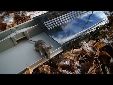 Best Type of Live Mouse Trap - Single or Multi-Catch?
