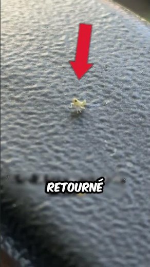 Have you ever seen an insect dance? #shorts