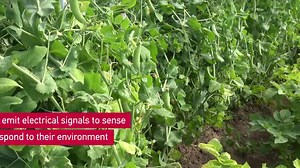 NTU Singapore scientists develop device to 'communicate' with plants using electrical signals