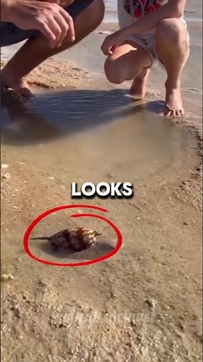 The World’s Deadliest Snail? 😨 You Won’t Believe This Shell 🐌💀