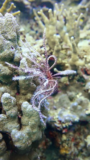 🪶 Big Blue Monday Fun Fact 🌟 Meet The Feather Star. This weird reef visitor isn’t coral or a plant. It’s a feather star, an echinoderm related to seastars. It can crawl along the reef and even swim short distances using its feather-like arms. Feather stars are filter feeders. They spread their arms into the current to catch plankton drifting by. During the day, many stay curled up and hidden in the reef. At night, they emerge, spread out, and become much more active. This is why you’re more li