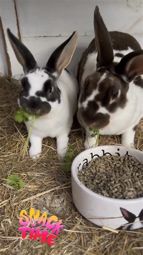 2.5K views · 140 reactions | Sharing a snack with mum  #minirexrabbit #babybunny #minirex #bunny #rabbitsofig #minirexrabbitsofinstagram #brokenminirex #rexrabbit | Eda Horas Reels | Facebook