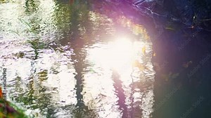 Gently flowing stream reflects trees, sunbeams on the water's surface, and underwater plants. Rich autumn backdrop, slow-motion. Stock Video