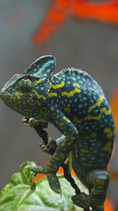 How do chameleons change their skin color? #ChameleonFacts #ColorChangingSkin #NatureSuperpowers #AnimalAdaptations #MindBlowingNature #ReptileSecrets #NatureExplained #AmazingAnimals #WildlifeWonder #CamouflageMasters | WildByte