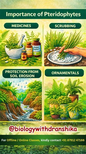 Importance of Pteridophytes: Nature’s Green Beauties! #pteridophytes #importance #ornamentalplants
