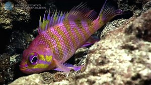 Check out this breathtaking footage of underwater life