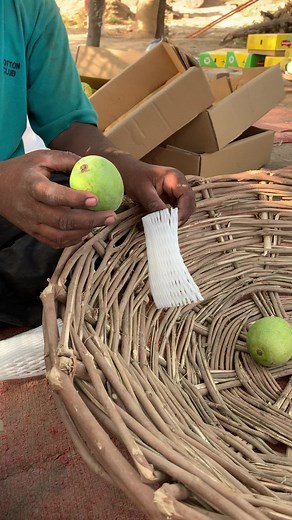 Packing of 5 kg box Export Quality #ravalmango mango #multani mango #mangoofmultan #mangoofpakistan #pakistanimango #mangoseason #mangofarms #mangoes #exportquality