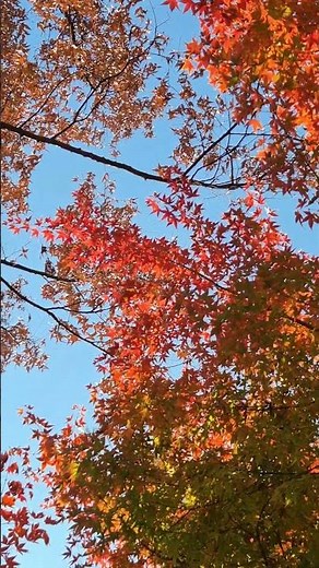 Concerto for Two Violins in D Minor, BWV 1043: III. AllegroㆍIsabelle FaustㆍBernhard ForckㆍJ.S. Bach