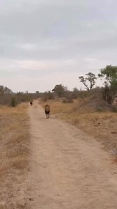 279K views · 7.9K reactions | Gijima males vs Ndzenga males Mala Mala Showdown-. Where they actually see each other. Round 1 . Few days ago | Kimberly Lopez | Facebook