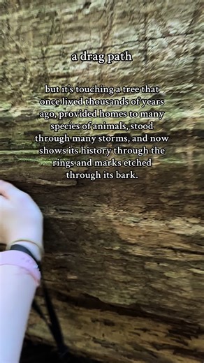 The History of Ancient Redwoods