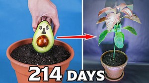 Growing avocado tree from seed time lapse (214 days)