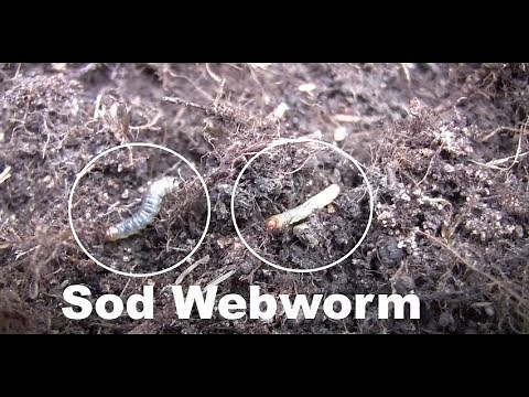 Lawn Moths | Sod Webworms | Get Rid Of Lawn Webworms