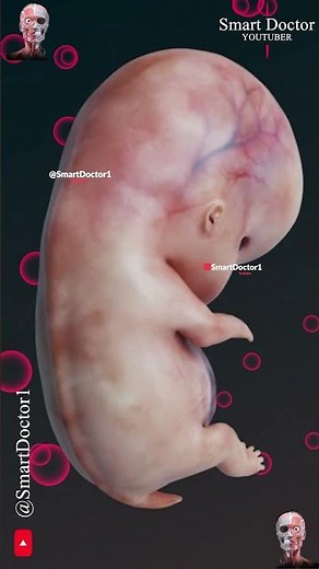 Fetus Development in 5 Stages 📈👶🏻